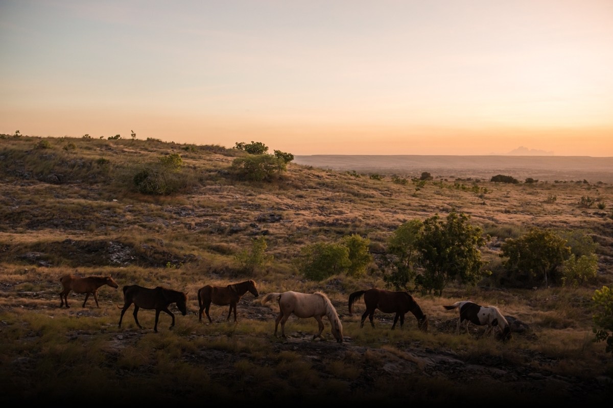 The Best of Tana Sumba Adventure